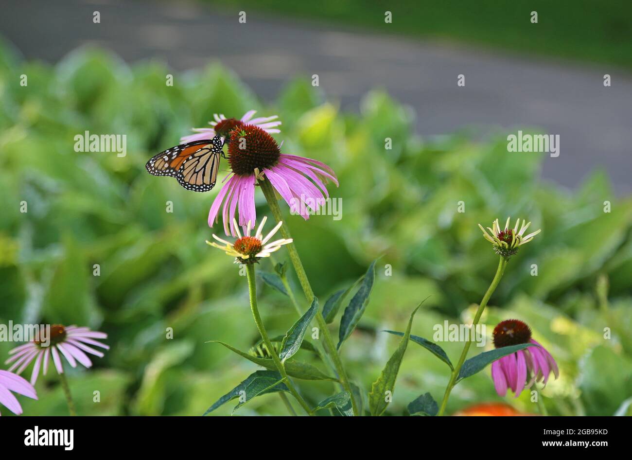 Monarch butterfly on coneflower Stock Photo - Alamy