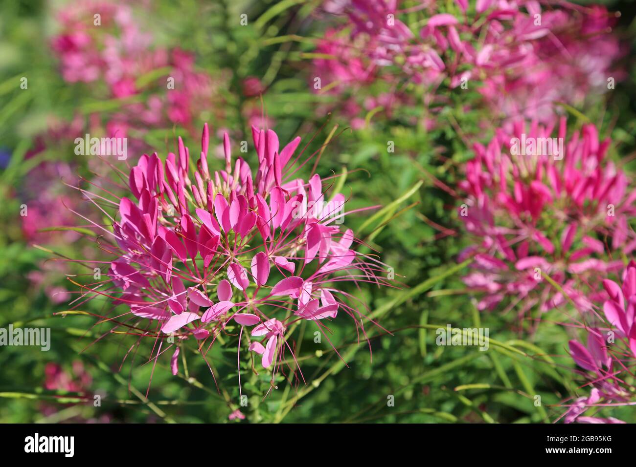 Pink cleome - spiderflower Stock Photo - Alamy
