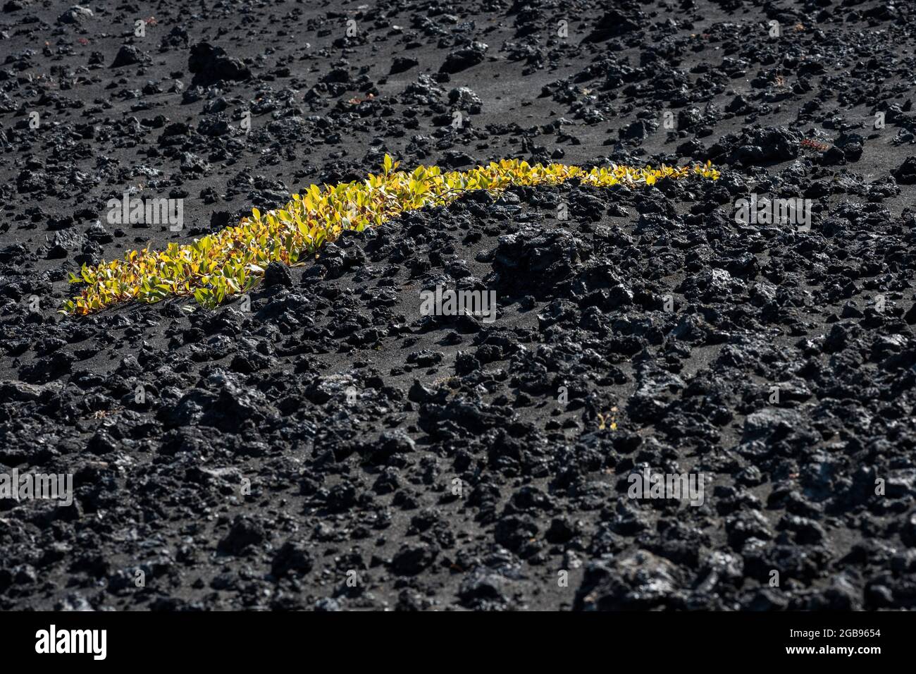 Arctic willow salix arctica hi-res stock photography and images - Alamy