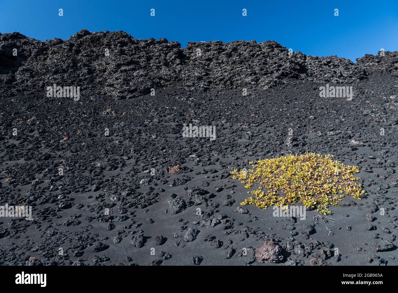 Arctic willow salix arctica hi-res stock photography and images - Alamy