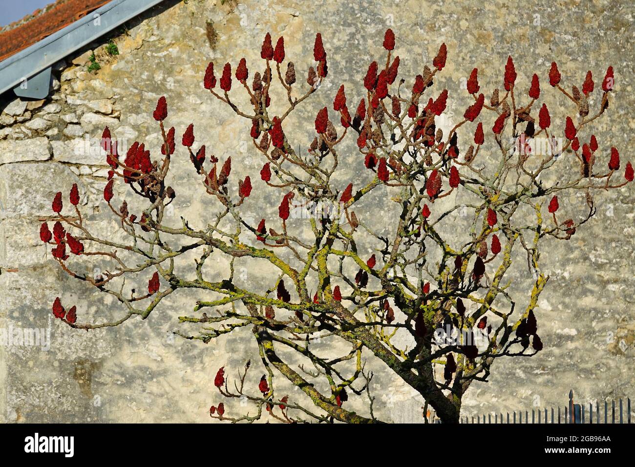 Bush with red umbels in front of the stone facade of a house in the Rue ...