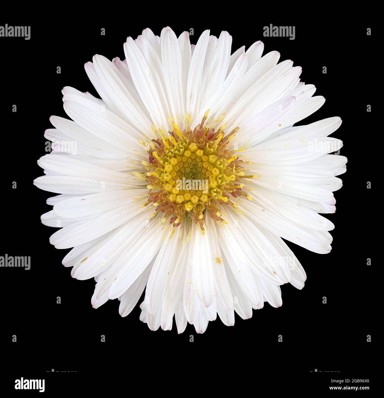 Panicled aster (Symphyotrichum lanceolatum), flower, Germany Stock ...