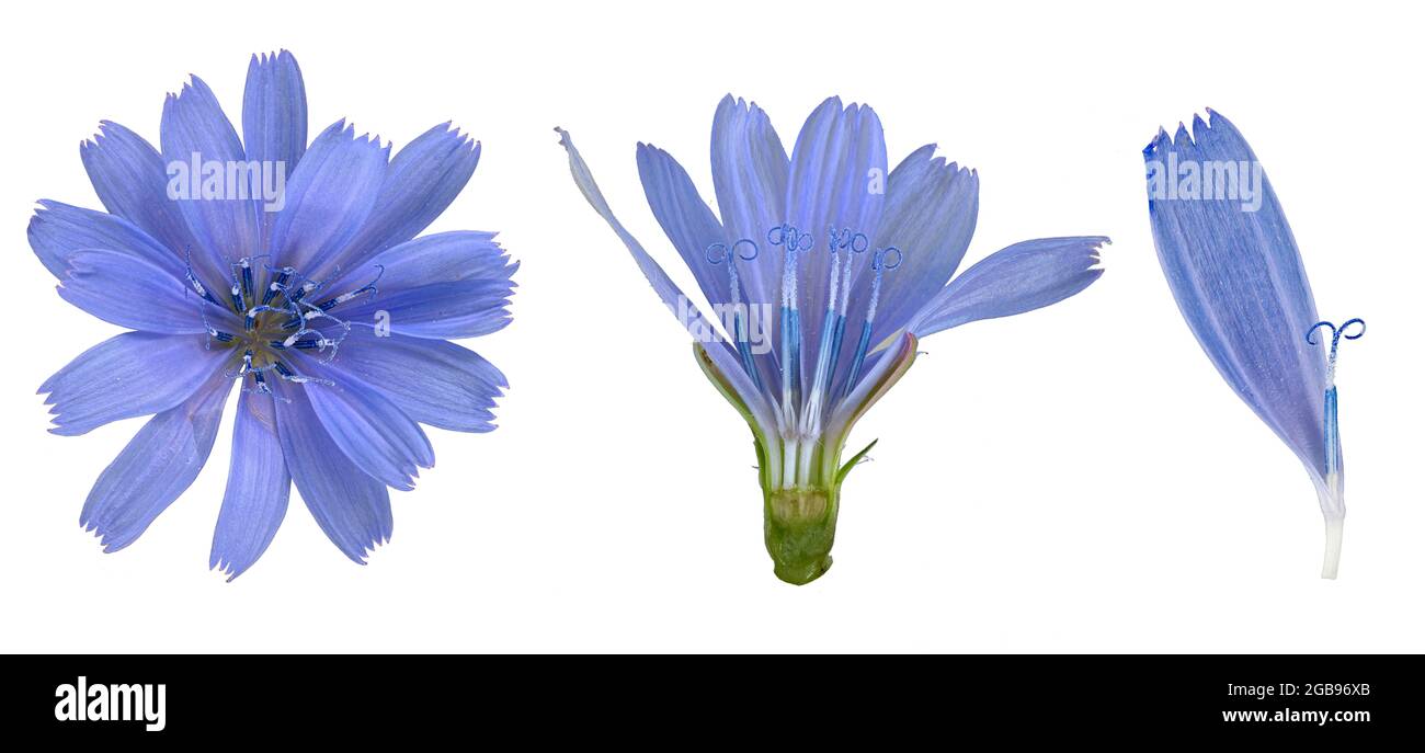 Common chicory (Cichorium intybus), flower details, picture panel ...