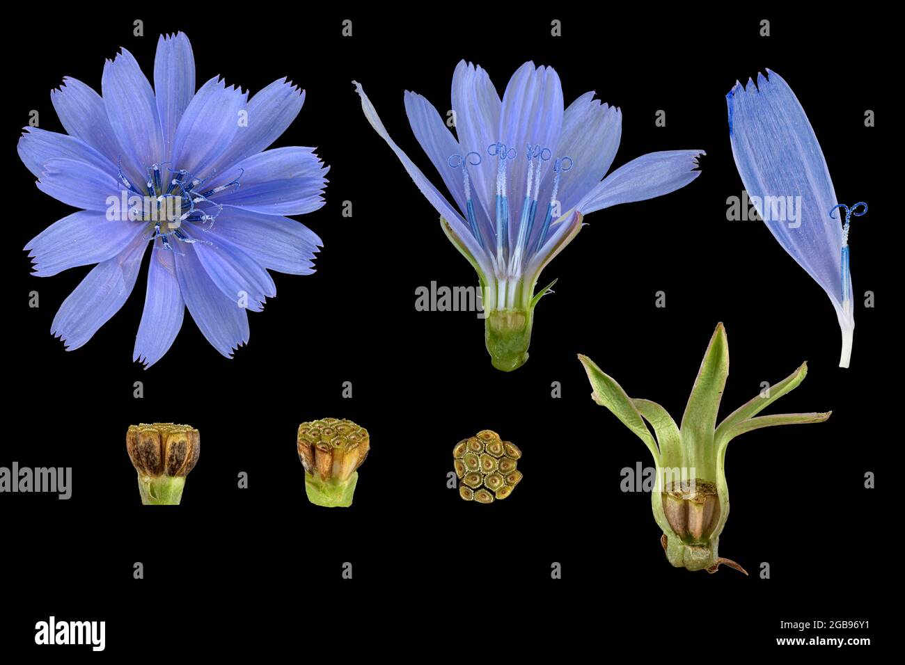Common chicory (Cichorium intybus), flower details, seed stand immature ...