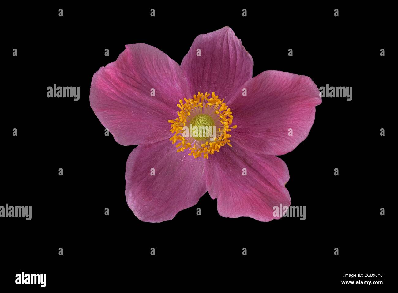 Chinese anemone (Anemone hupehensis), flower, Germany Stock Photo - Alamy