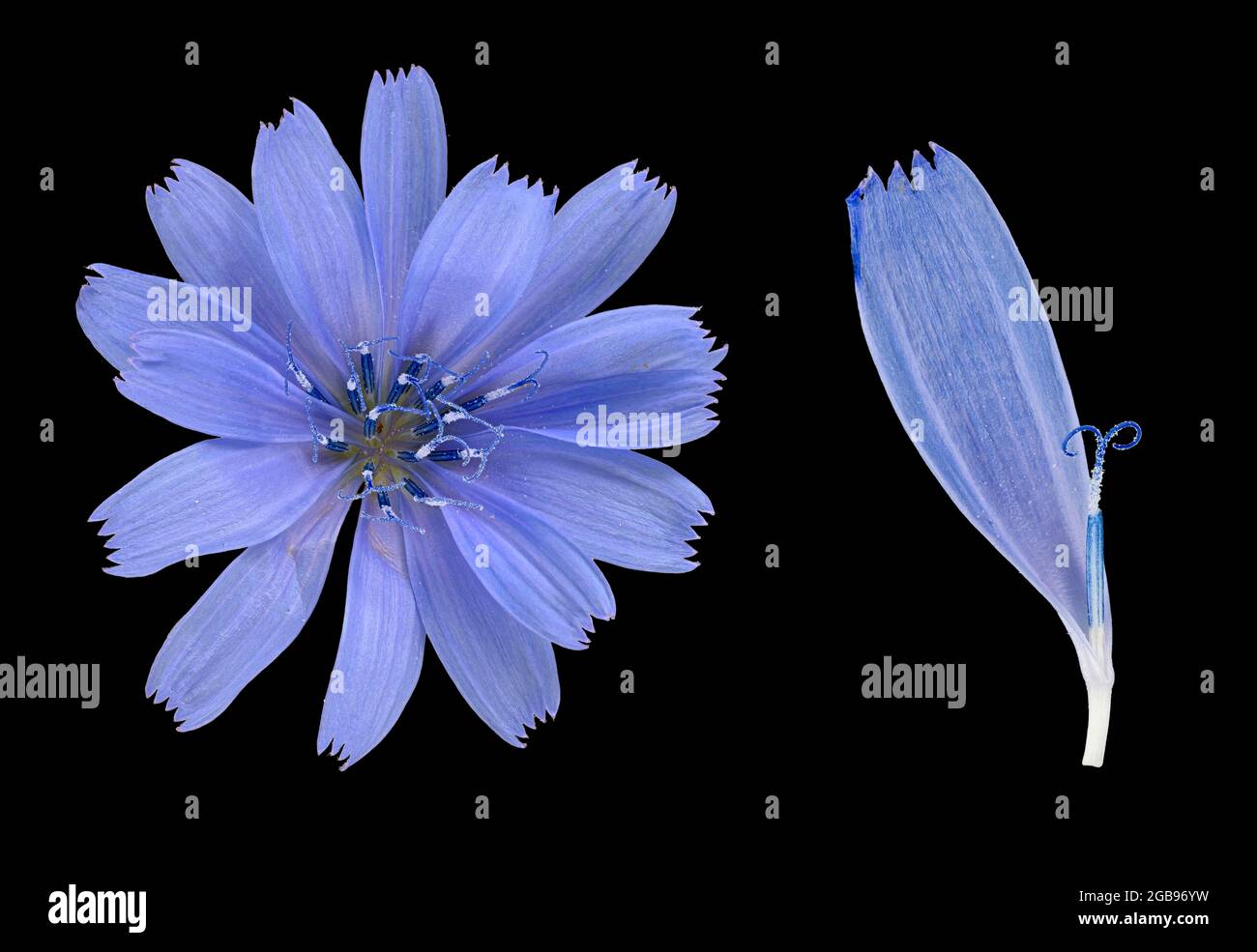 Picture chicory flower hi-res stock photography and images - Alamy