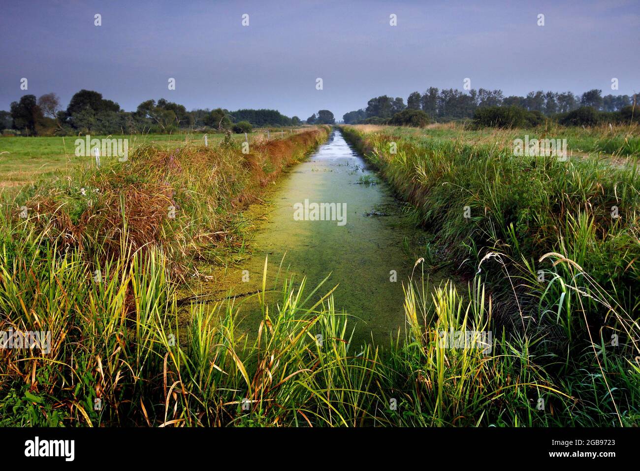 Grassland in the Droemling, drainage ditch, lowland moor, lowland area ...