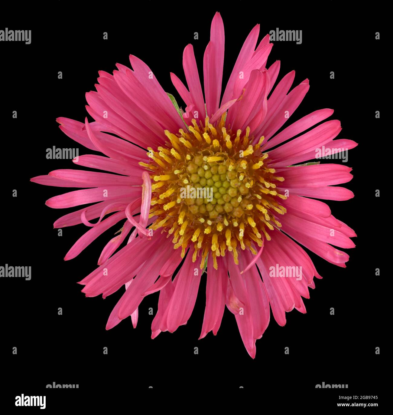 New England aster (Symphyotrichum novae-angliae) (Aster novae-angliae L ...