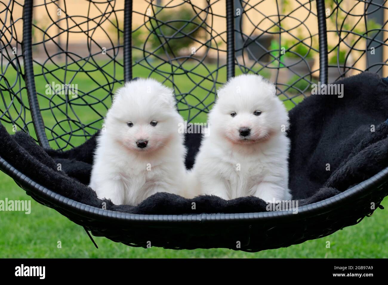 Samoyed Domestic dog (Canis lupus familiaris), two puppies sitting in a ...