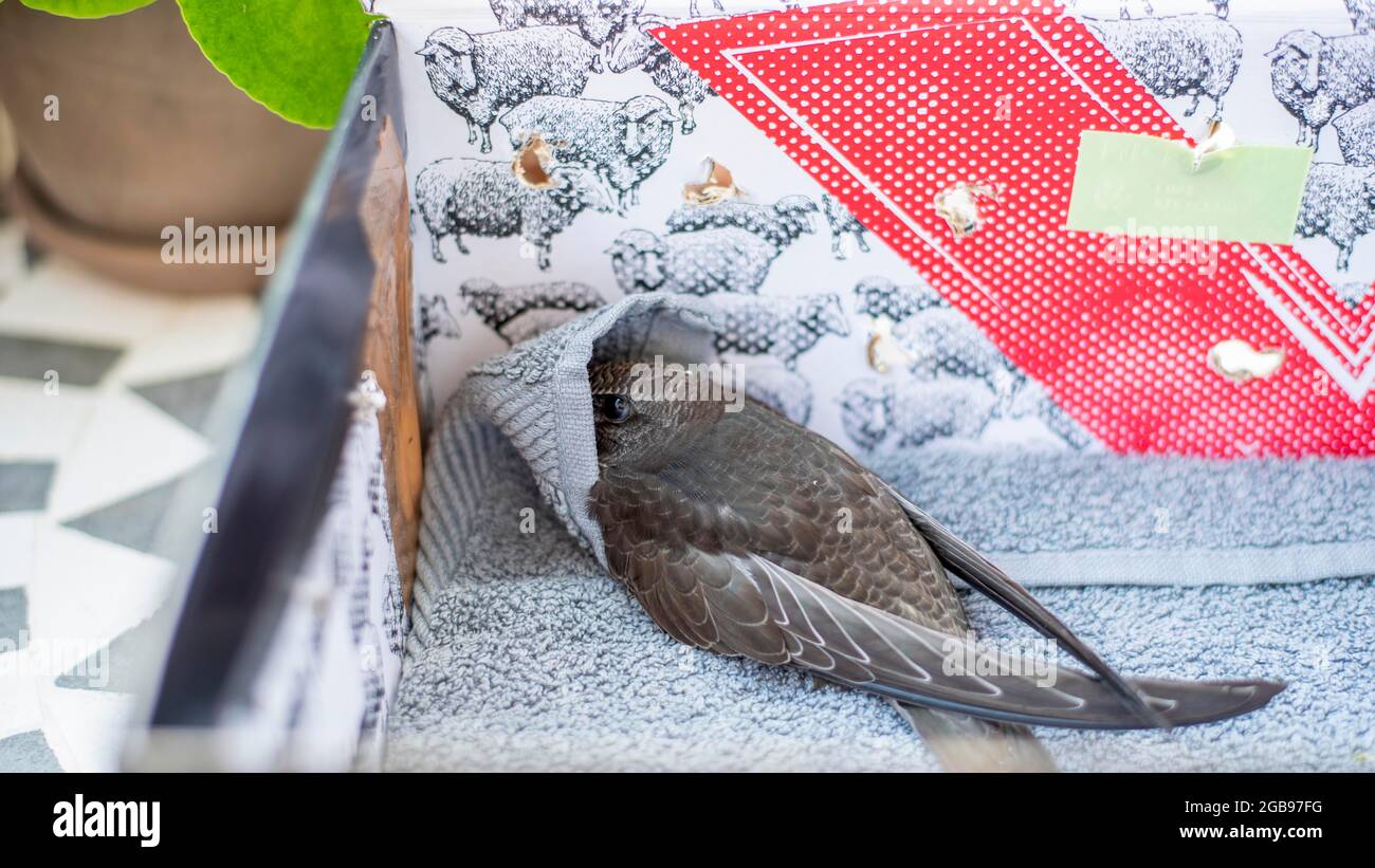 Common Swift (Apus apus) sitting in a shoebox, young bird, wildlife ...