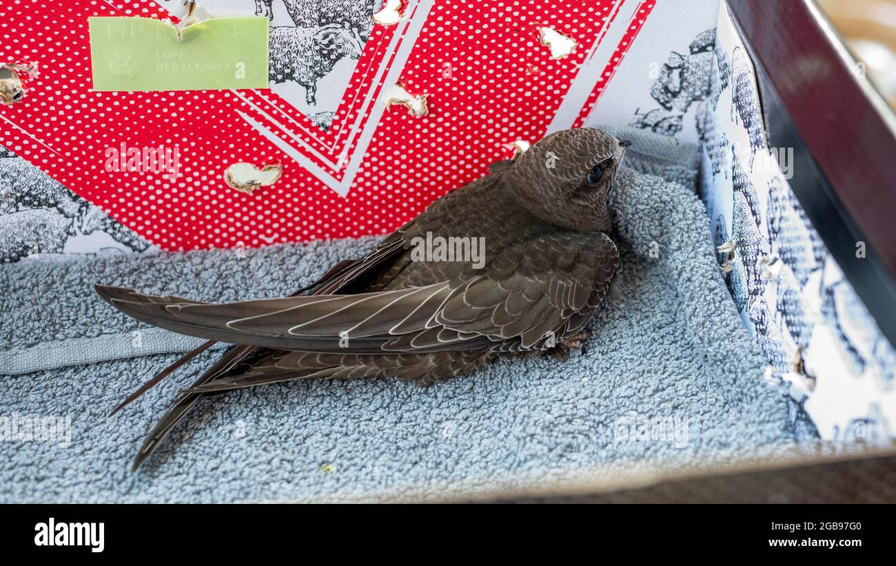 Common Swift (Apus apus) sitting in a shoebox, young bird, wildlife ...