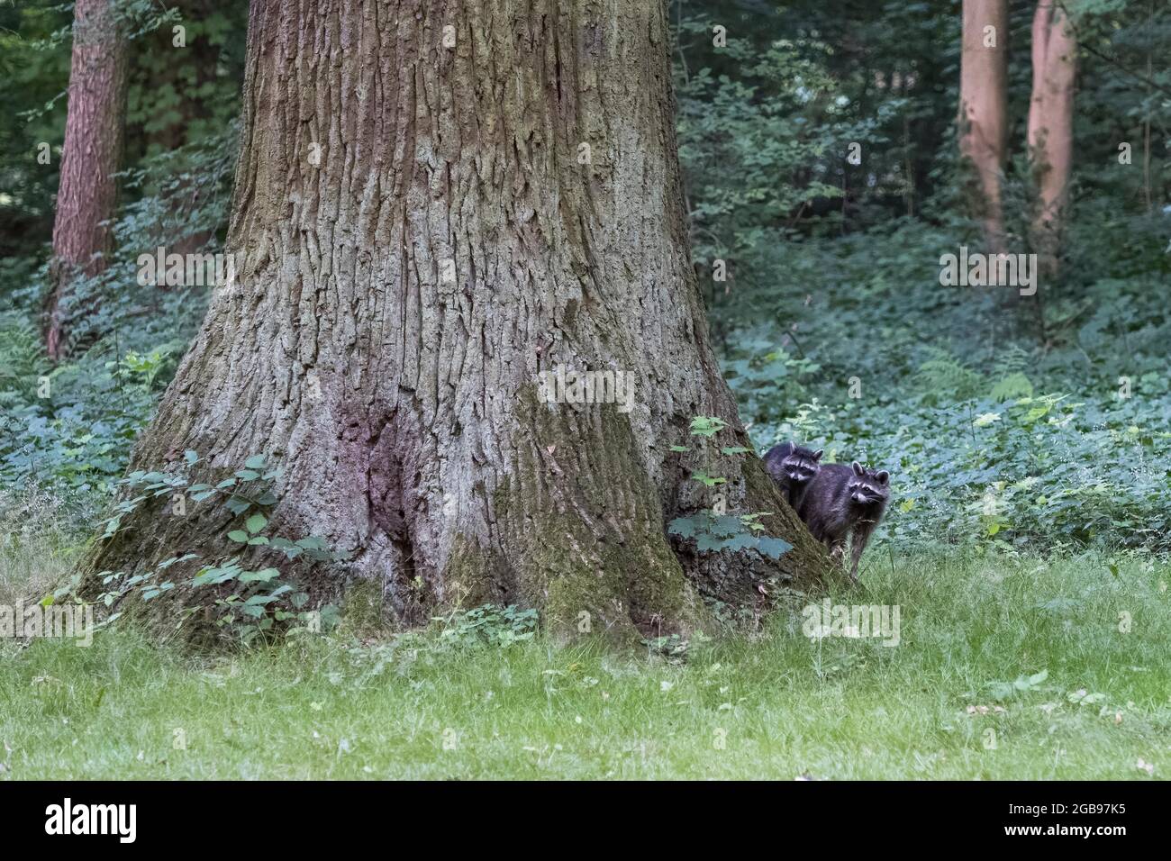 Raccoons (Procyon lotor), female with young next to oak trunk, Hesse ...