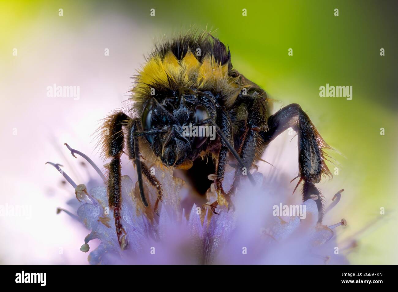 Large earth bumblebee (Bombus terrestris), animal portrait, Hesse ...