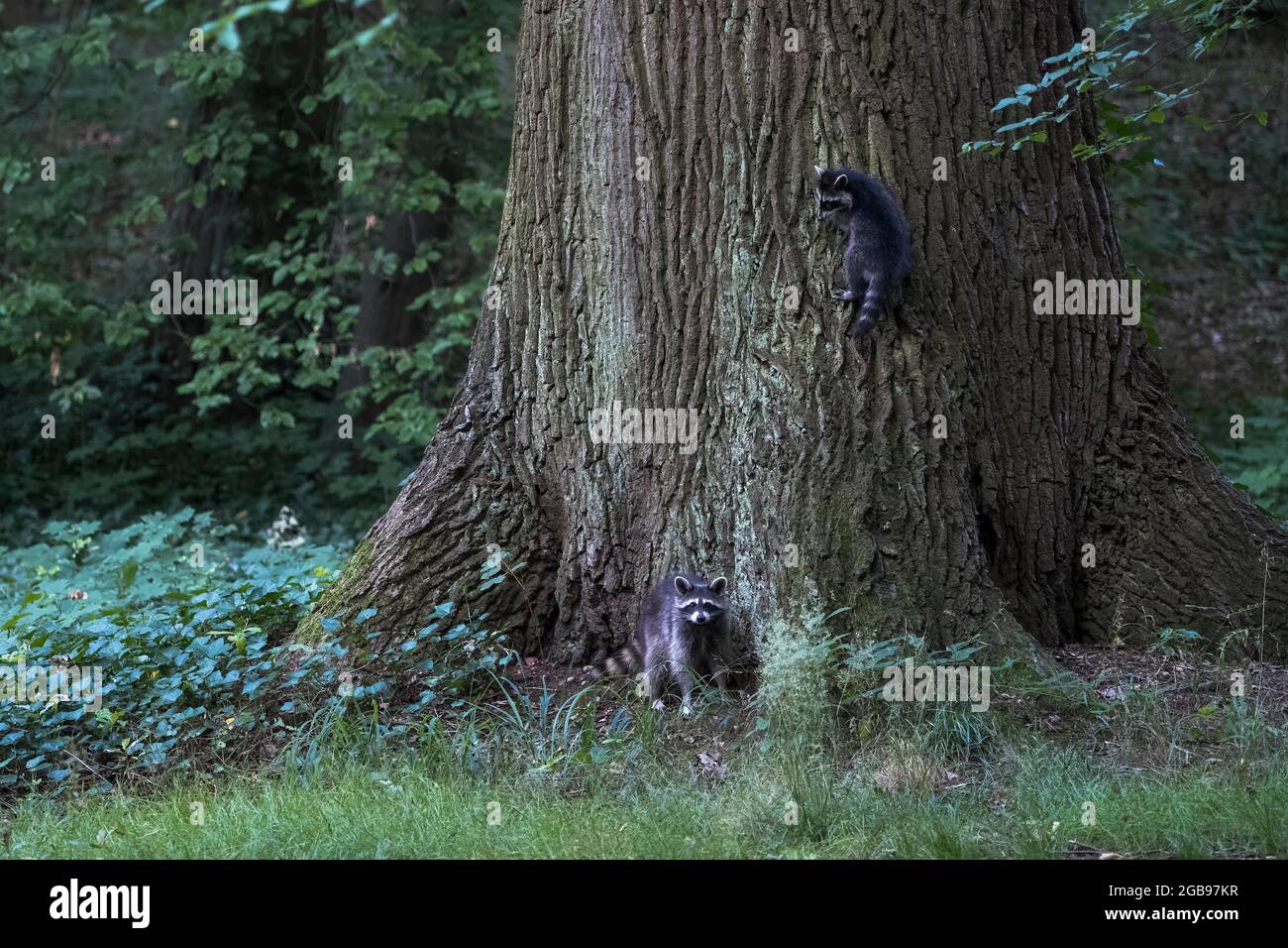Raccoons (Procyon lotor), female with young on oak trunk, Hesse ...