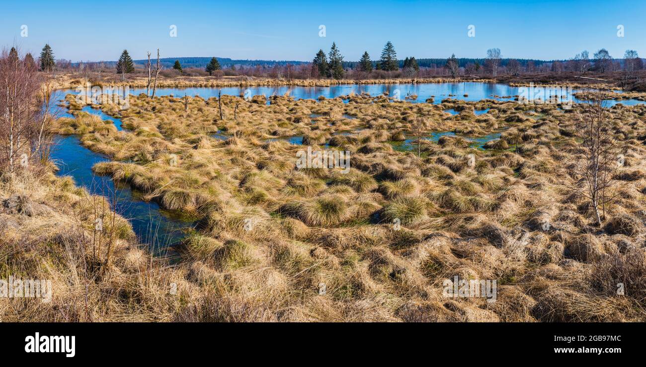 Areas overgrown with moor grass (Molinia), German-Belgian High Fens ...