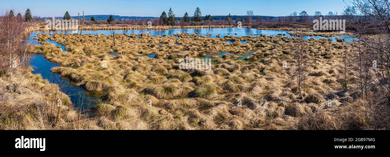 Areas overgrown with moor grass (Molinia), German-Belgian High Fens ...