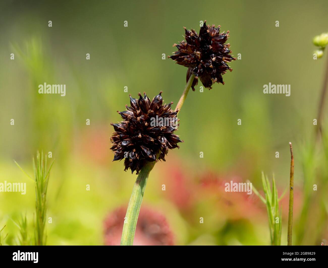 Swordleaf rush (Juncus ensifolius) in inflorescence, North Rhine ...
