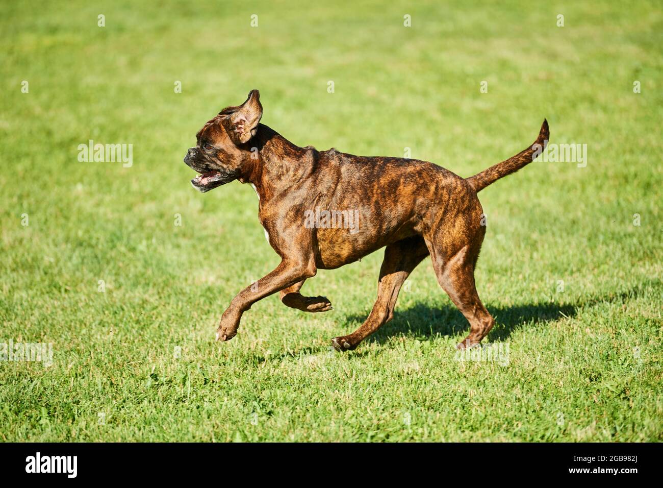 Boxer dog on a walk hi-res stock photography and images - Alamy