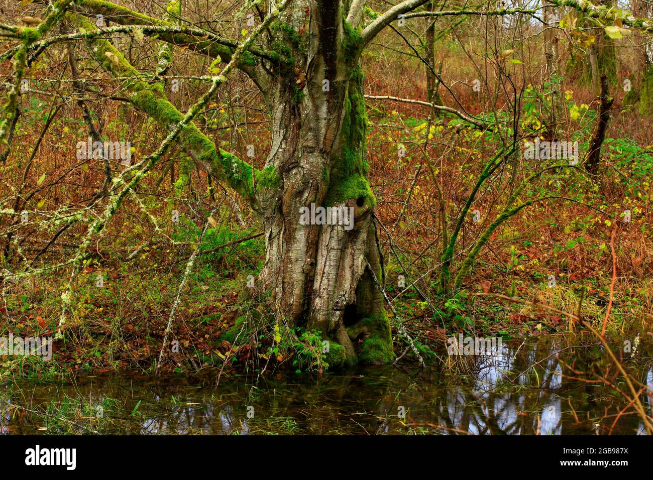 a exterior picture of an Pacific Northwest forest and wetlands with Red ...