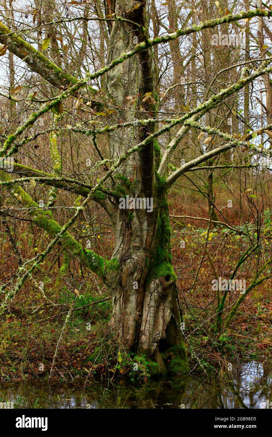 a exterior picture of an Pacific Northwest forest and wetlands with Red ...
