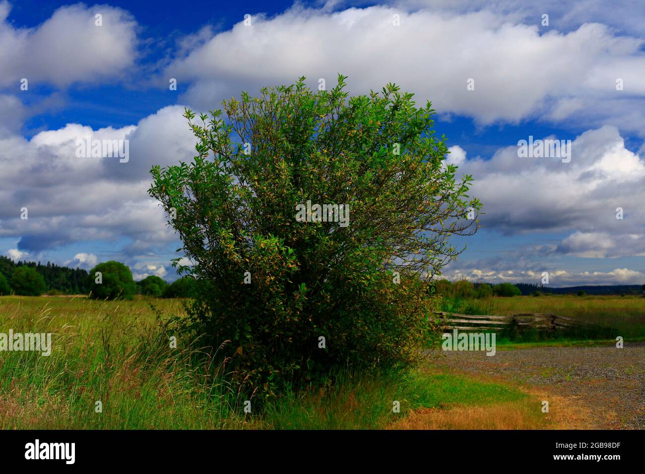 a exterior picture of an Pacific Northwest wetlands and Red willow ...