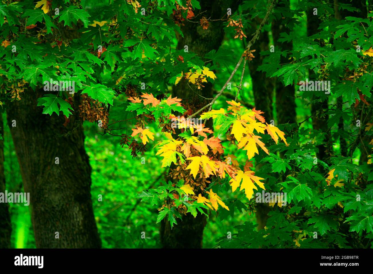 a exterior picture of an Pacific Northwest forest with Big leaf maple ...