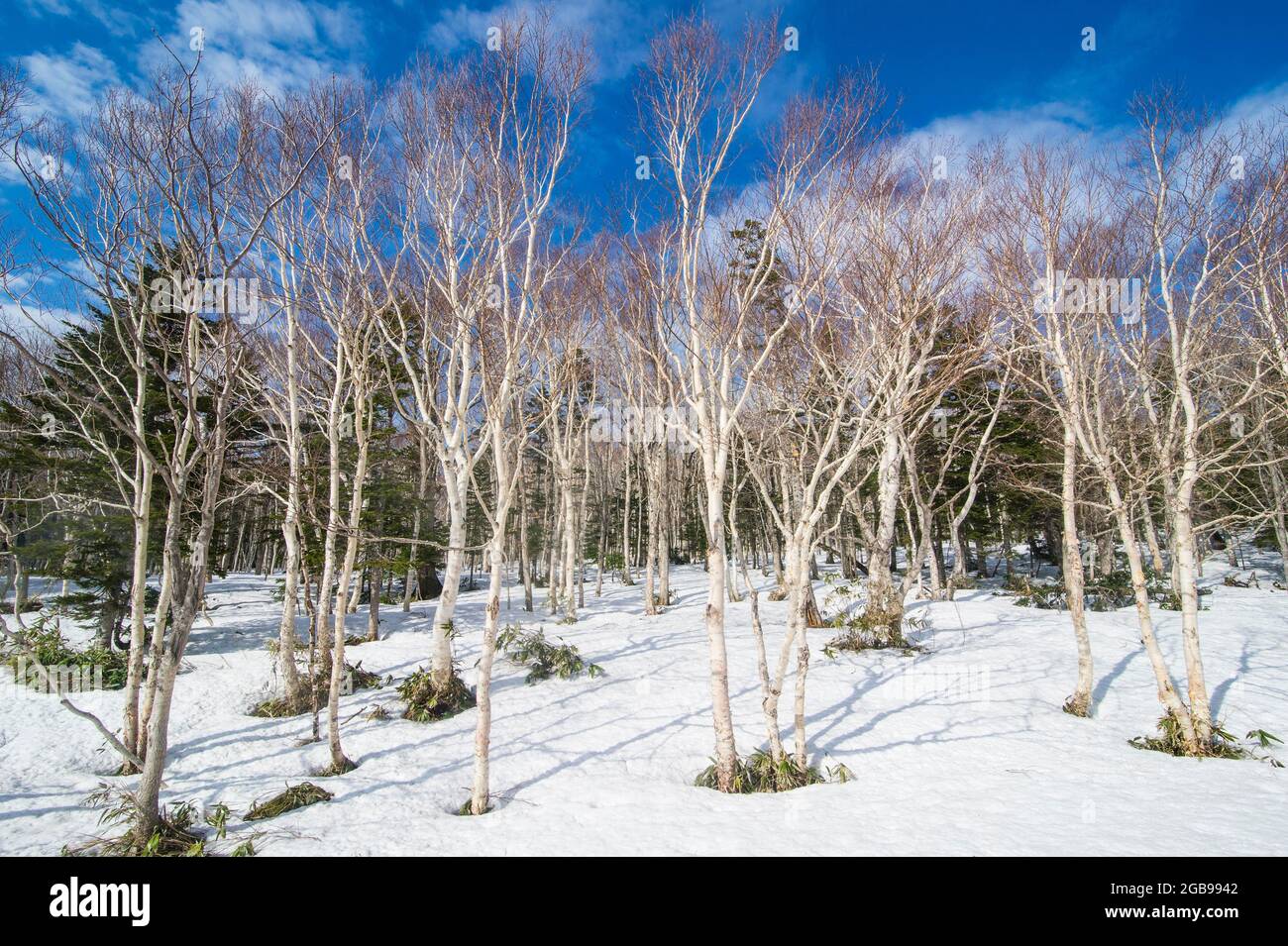 Birch forest in the snow, Unesco world heritage site Shiretoko National ...