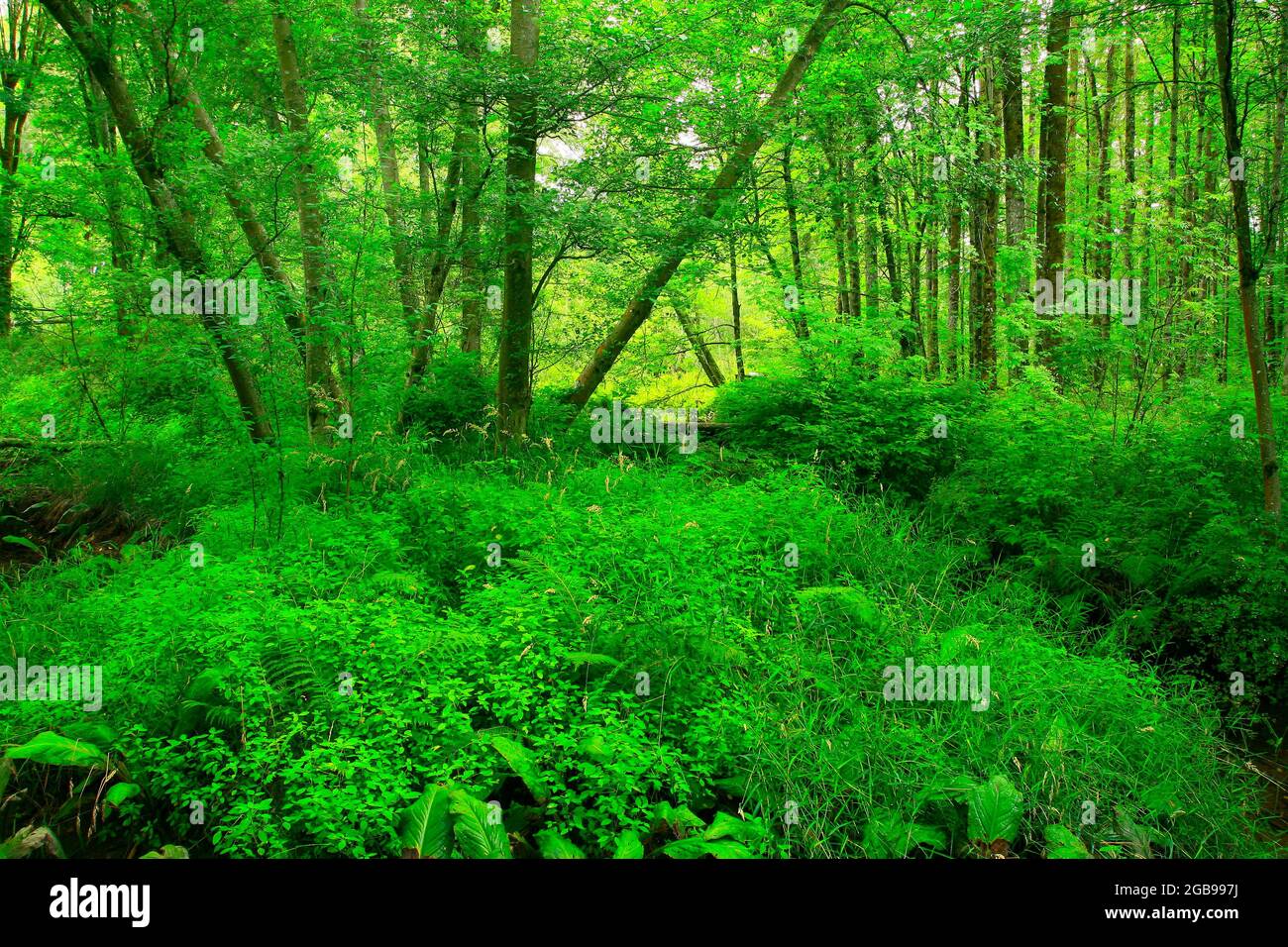 a exterior picture of an Pacific Northwest forest and wetlands with Red ...