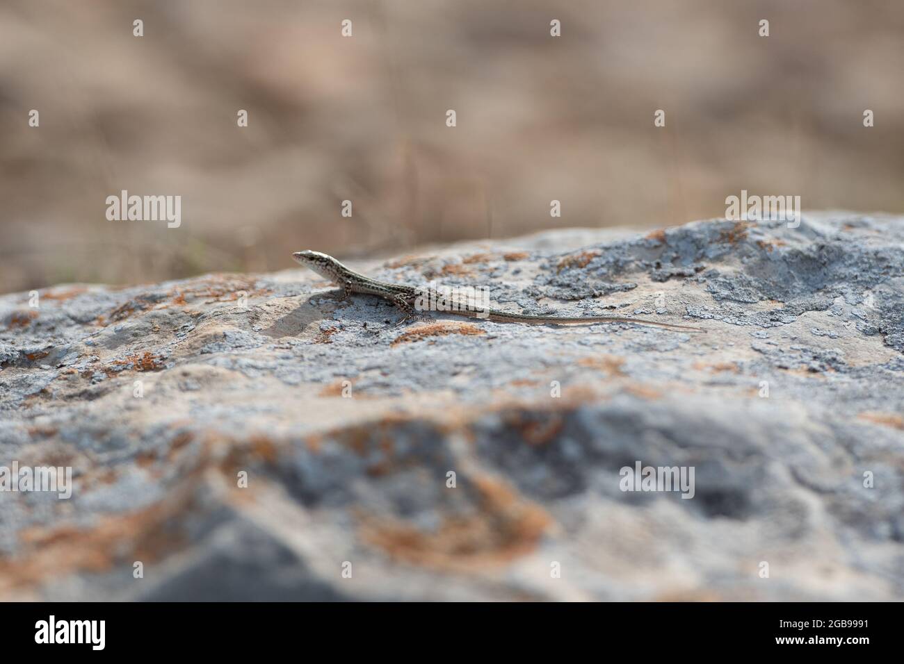 Dinosaur skin spain hi-res stock photography and images - Alamy