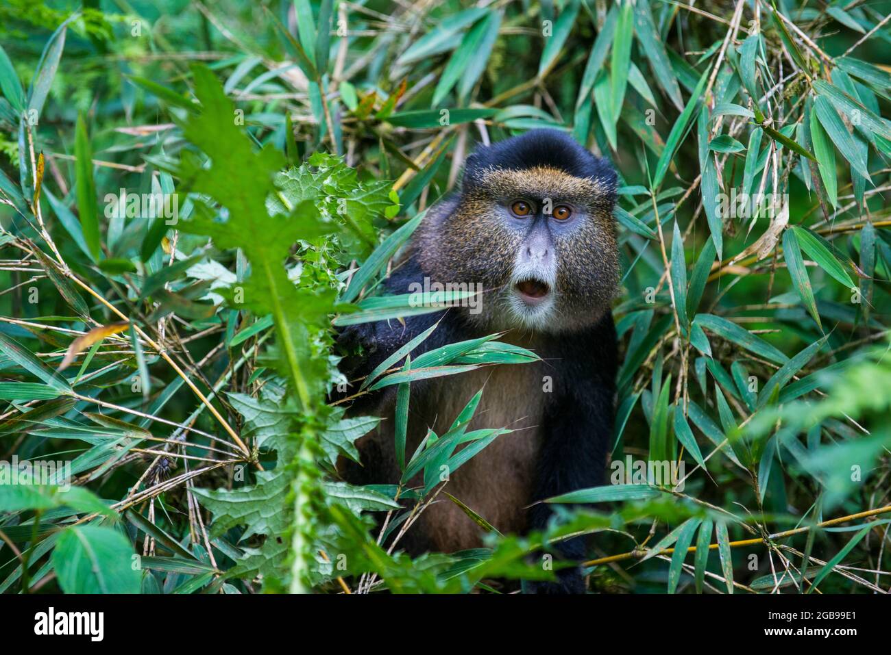 Golden monkey (Cercopithecus kandti), Virunga National Park, Rwanda ...