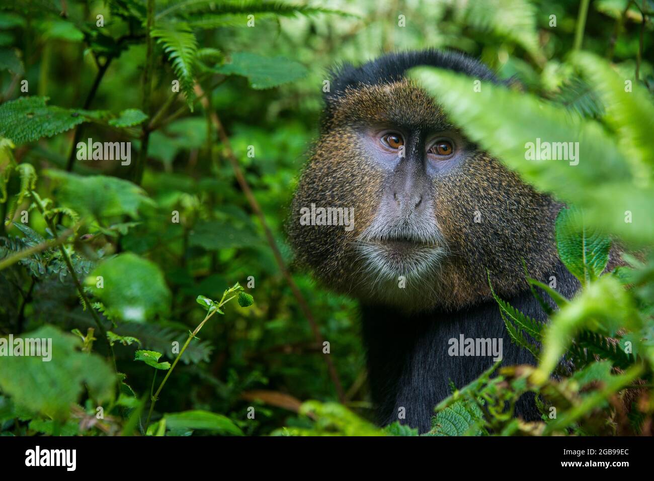 Golden monkey (Cercopithecus kandti), Virunga National Park, Rwanda ...