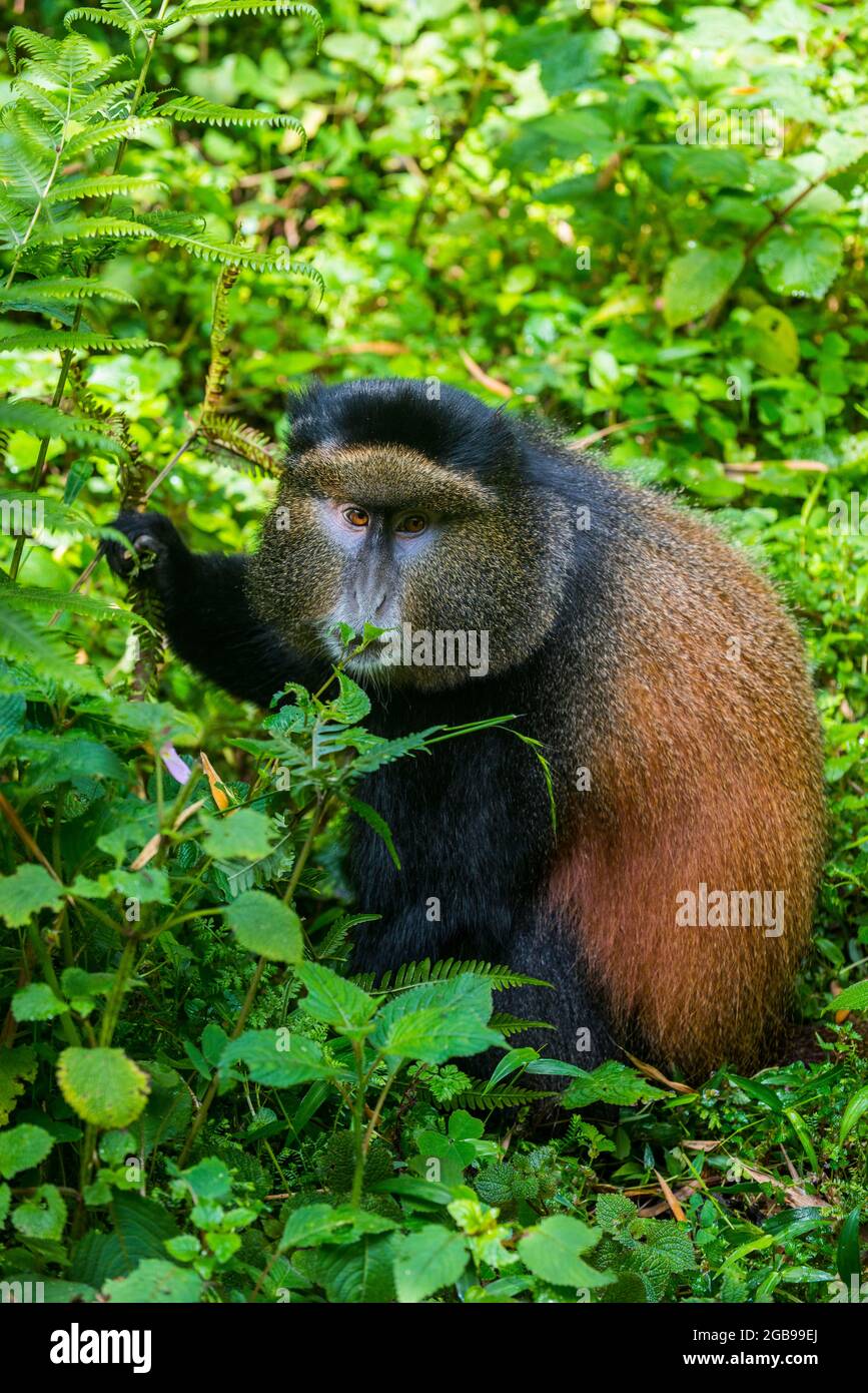 Golden monkey (Cercopithecus kandti), Virunga National Park, Rwanda ...