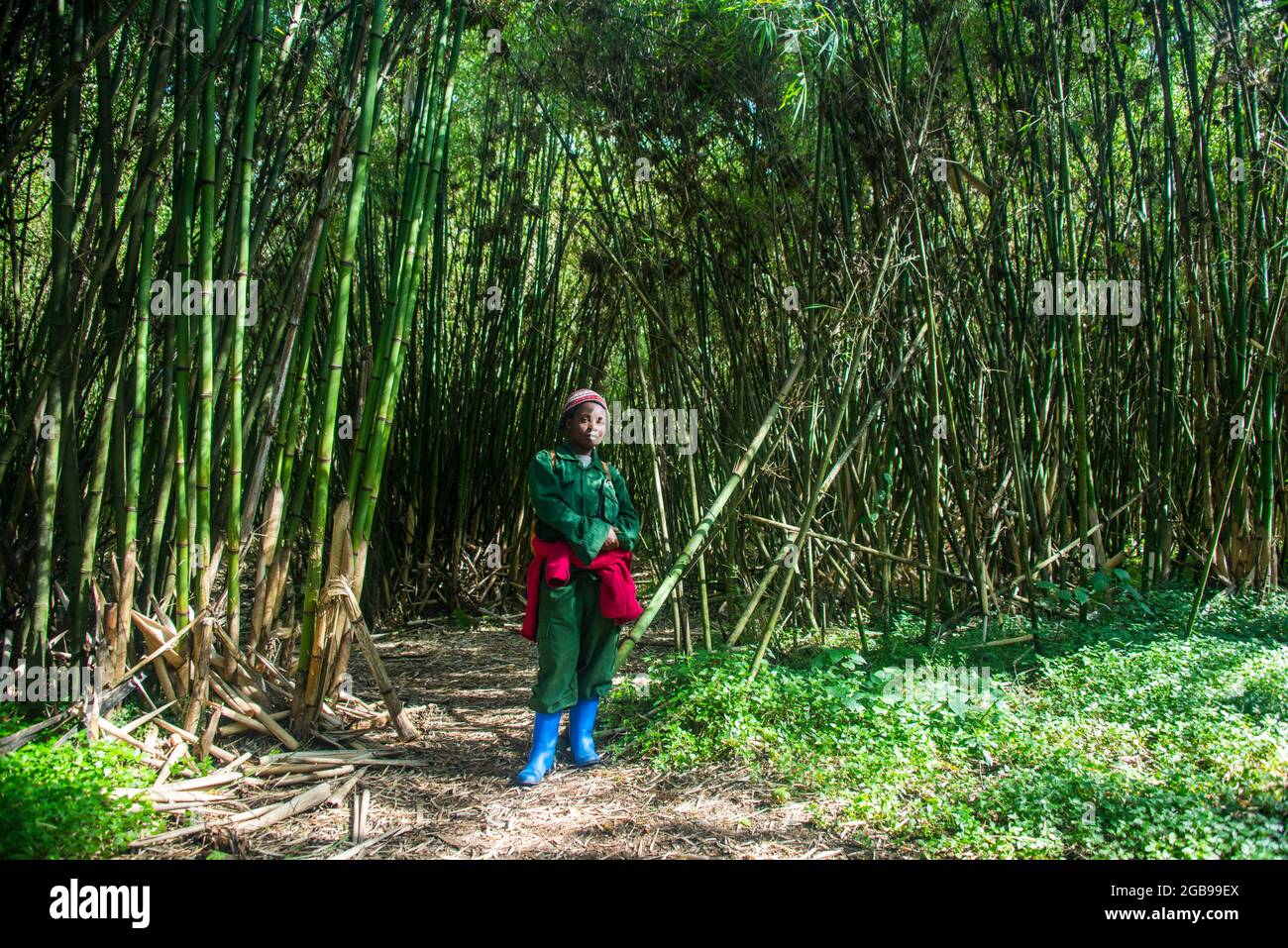 Female guide standing in a bamboo forest in the Virunga National Park ...
