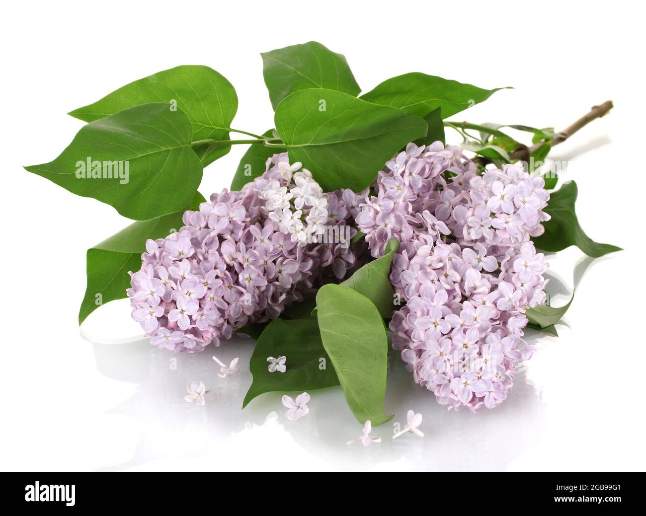 beautiful lilac flowers isolated on white Stock Photo - Alamy