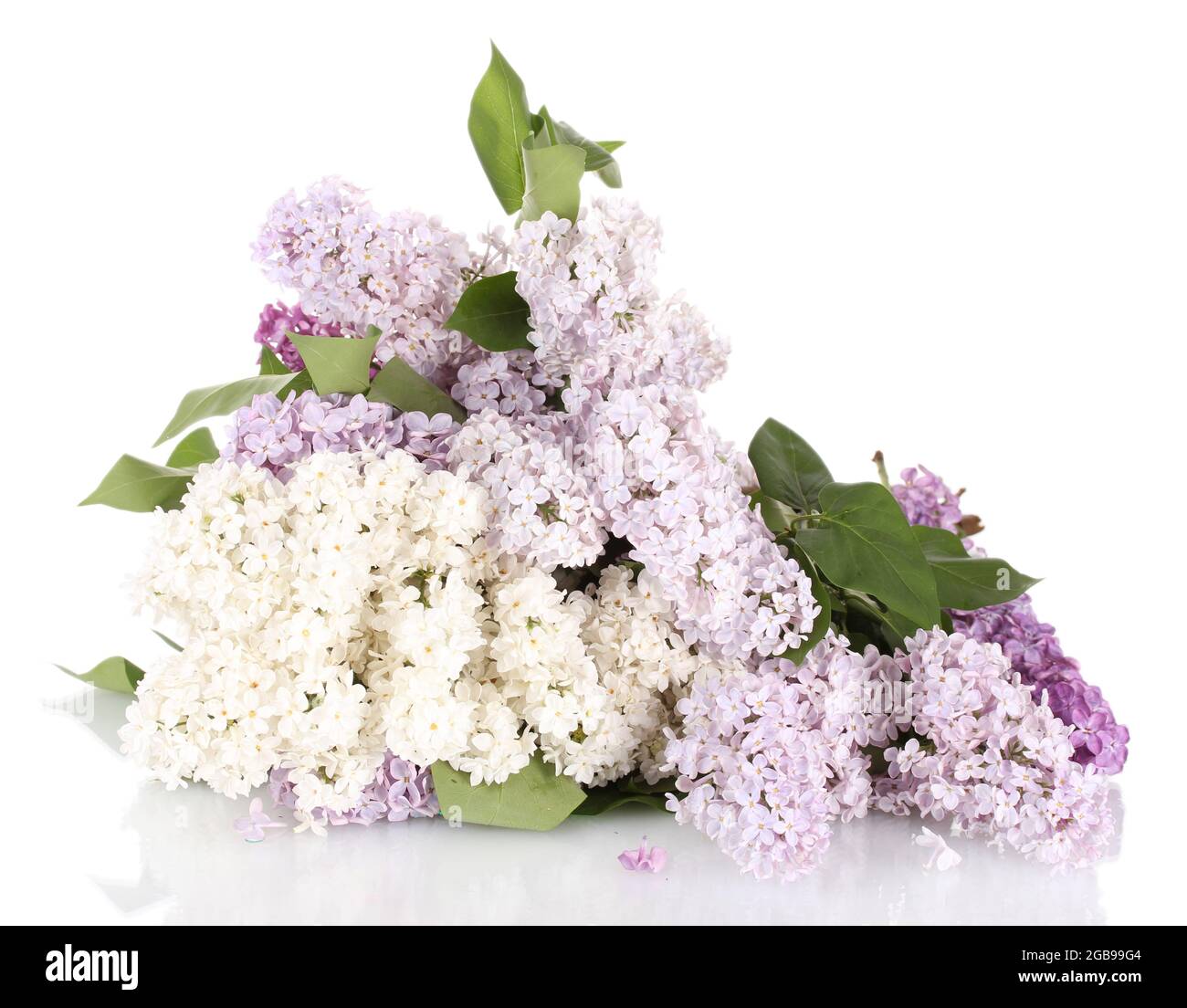 beautiful lilac flowers isolated on white Stock Photo - Alamy