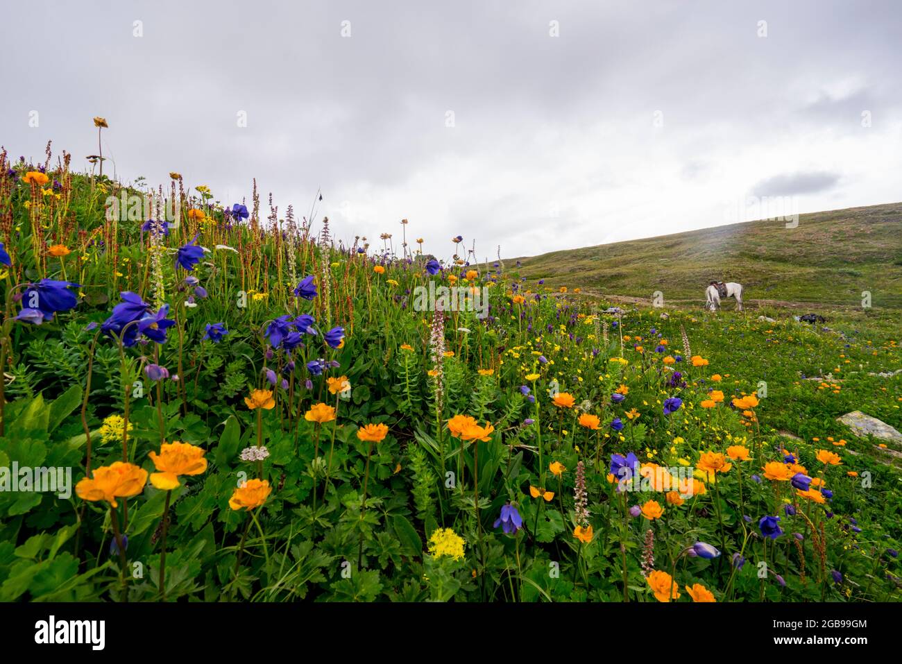 Nice meadow grass with flowers in Mongolia Stock Photo - Alamy