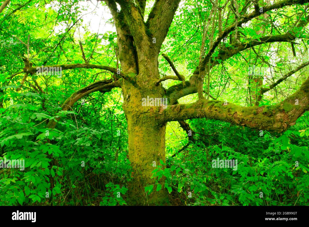 a exterior picture of an Pacific Northwest forest with a Ash tree Stock ...