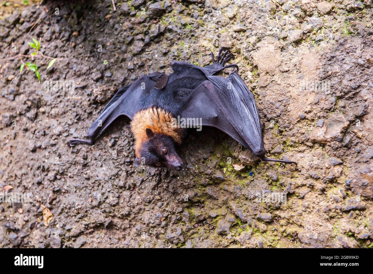 Samoa flying fox hi-res stock photography and images - Alamy