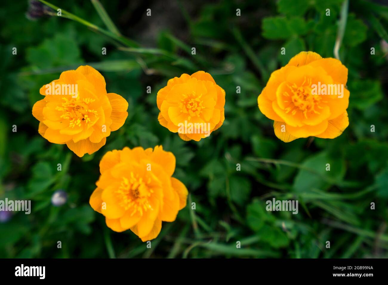 Nice meadow grass with flowers in Mongolia Stock Photo - Alamy
