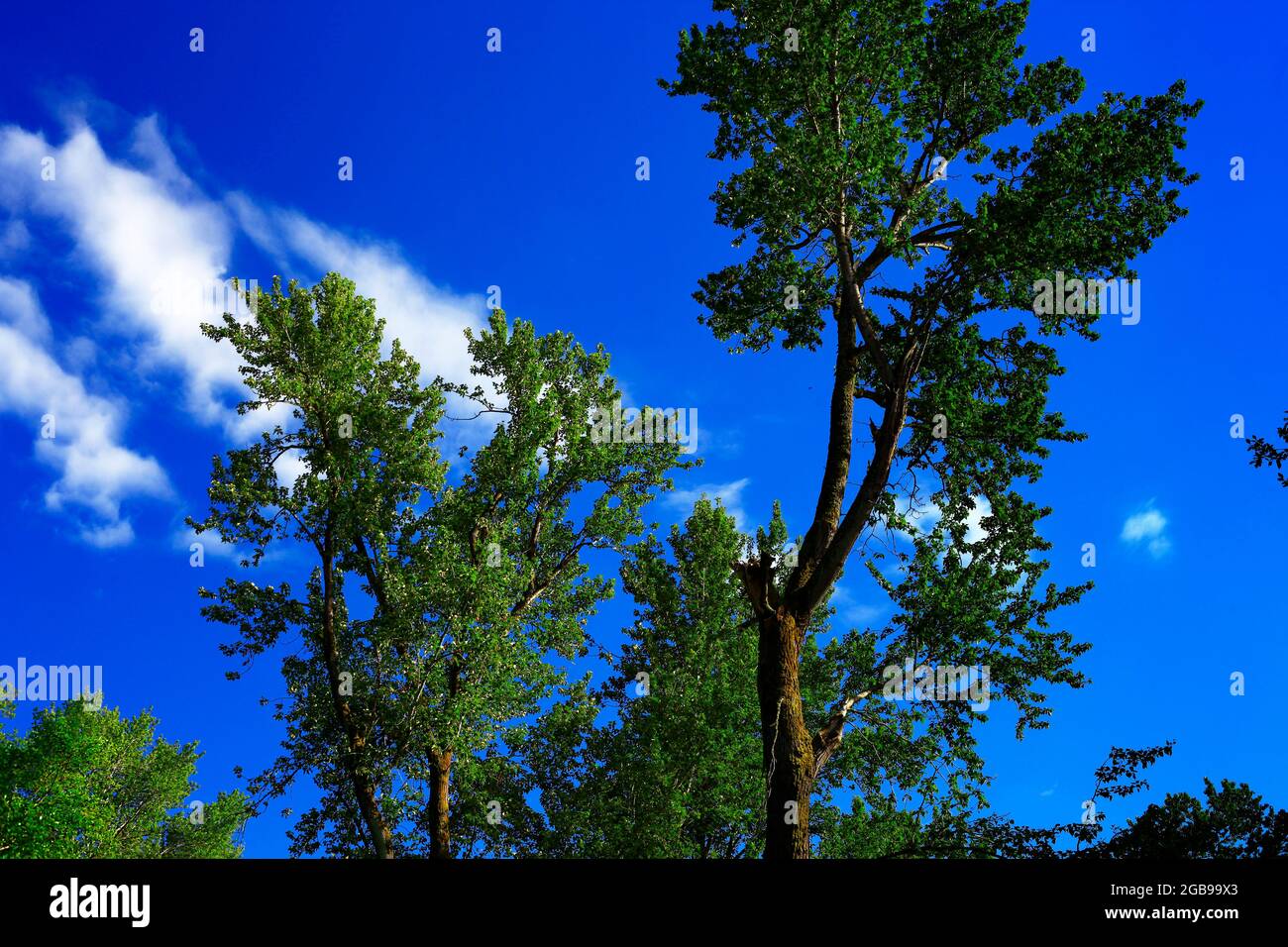 a exterior picture of an Pacific Northwest forest with old growth ...