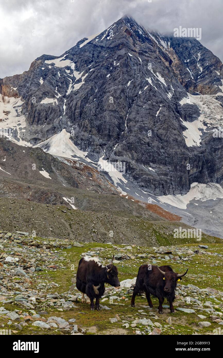 Two Tibetan domestic yaks (Bos grunniens), yak, yak of Reinhold Messner ...