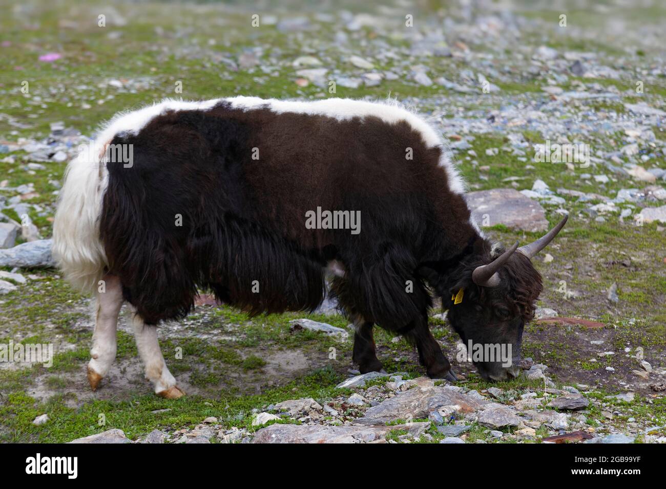 Tibetan domestic Yak (Bos grunniens), yak, yak of Reinhold Messner ...