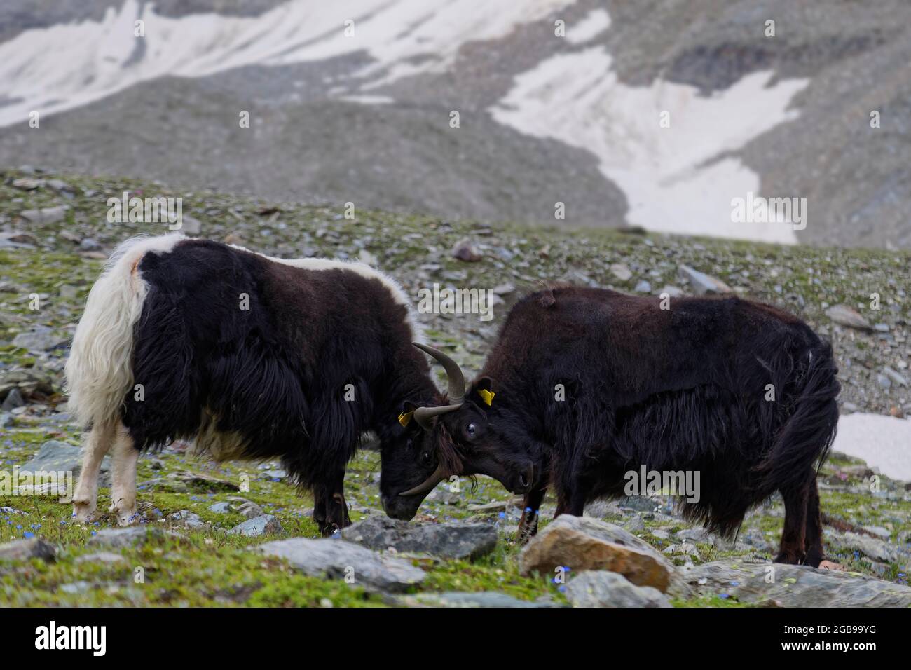 Two, Tibetan domestic Yak (Bos grunniens), yak, yak of Reinhold Messner ...