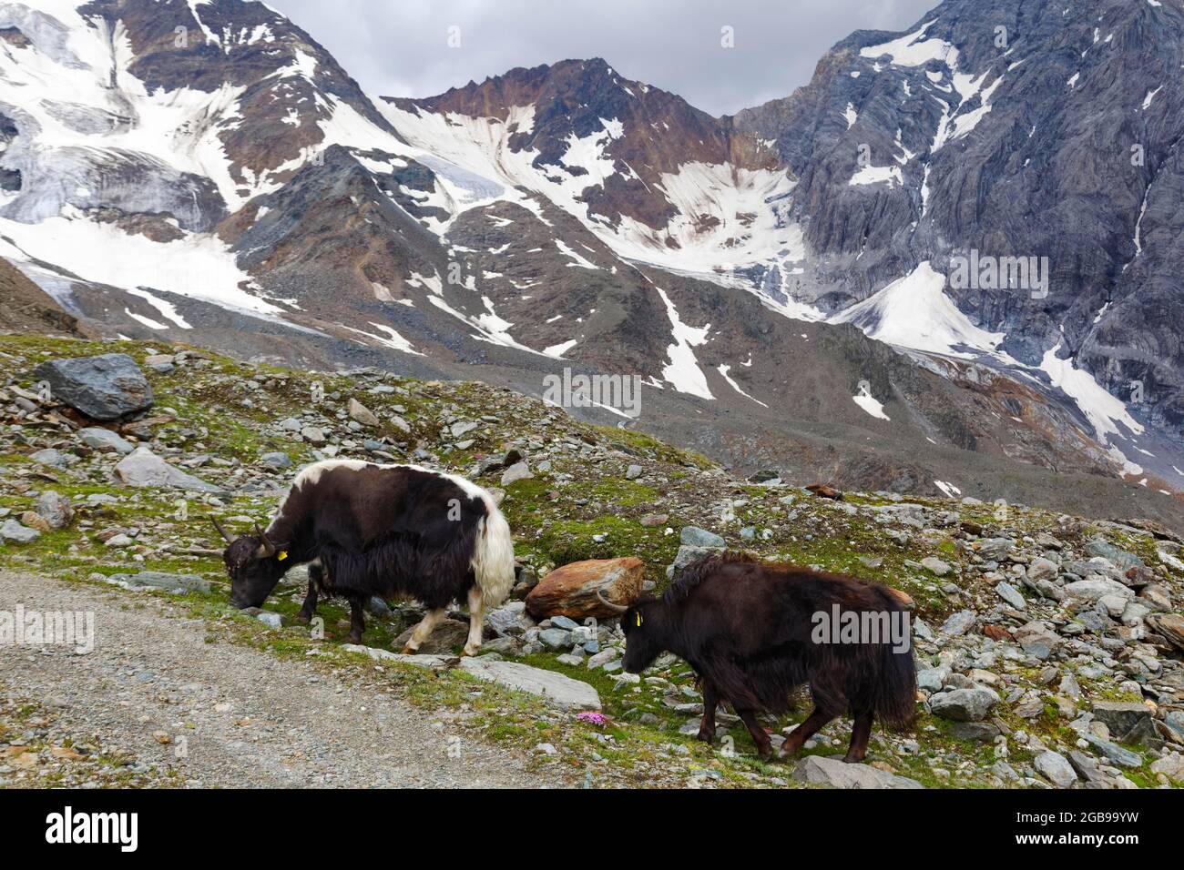 Two Tibetan domestic yaks (Bos grunniens), yak, yak of Reinhold Messner ...