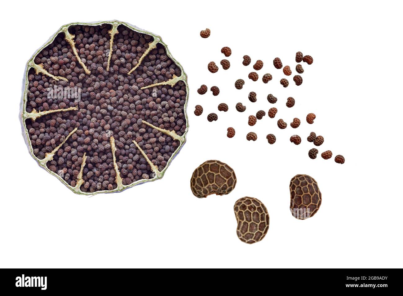 Opium poppy (Papaver somniferum), seed and seed pod, Germany Stock ...
