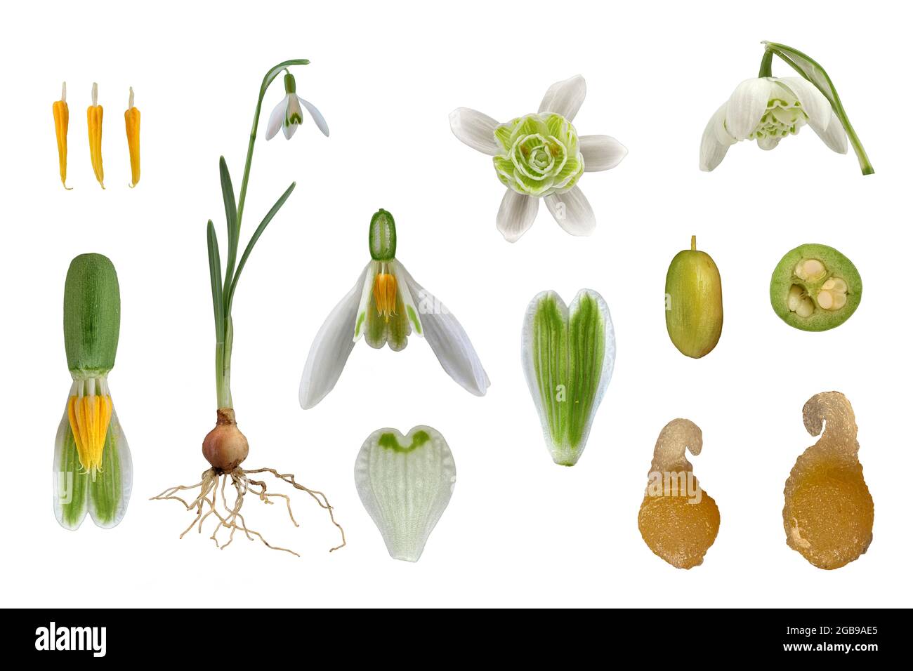 Common snowdrop (Galanthus nivalis), flower, bulb, seed stand, seed ...