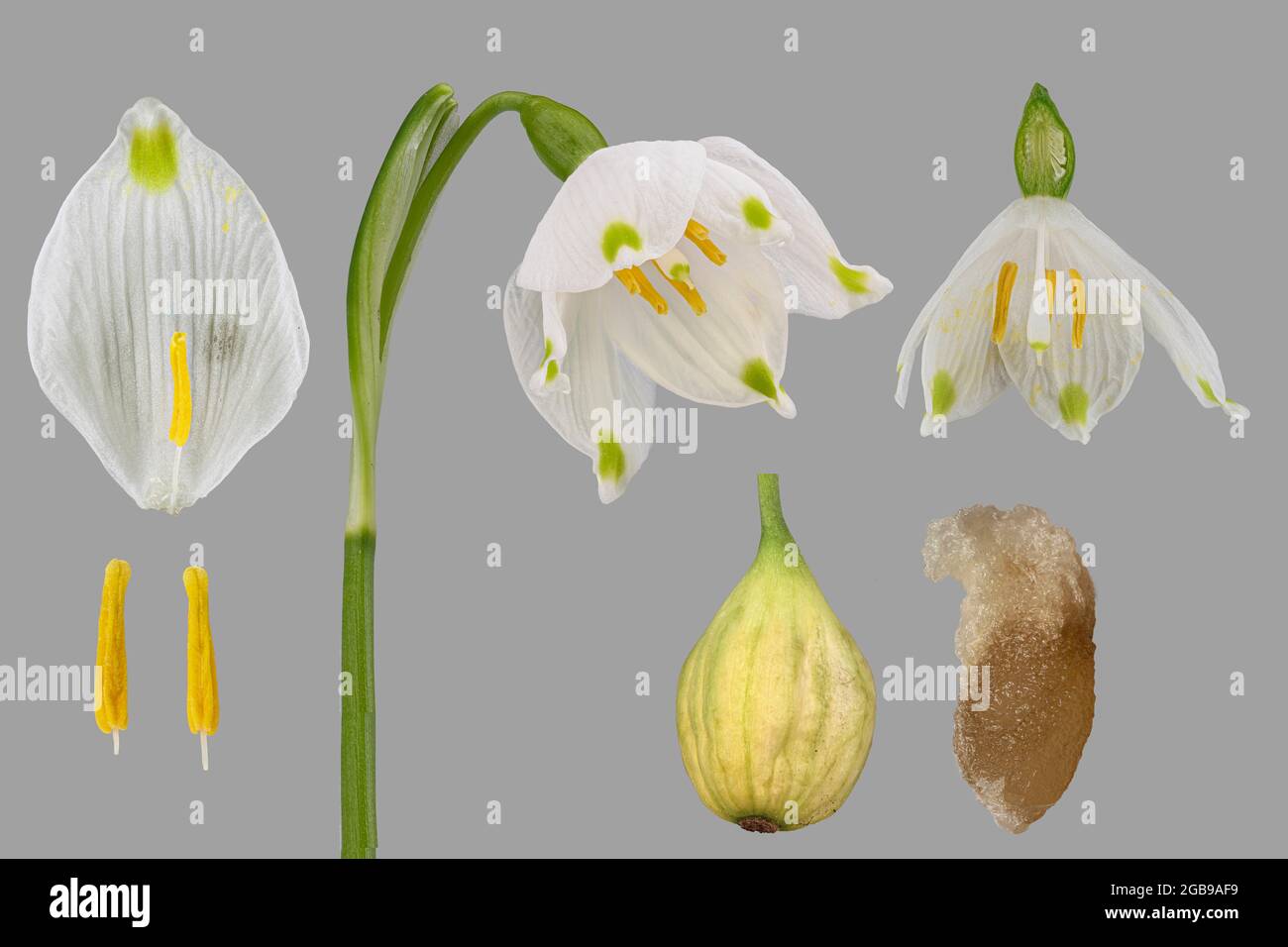 Spring snowflake (Leucojum vernum), flower, pollen leaves, seed stand ...