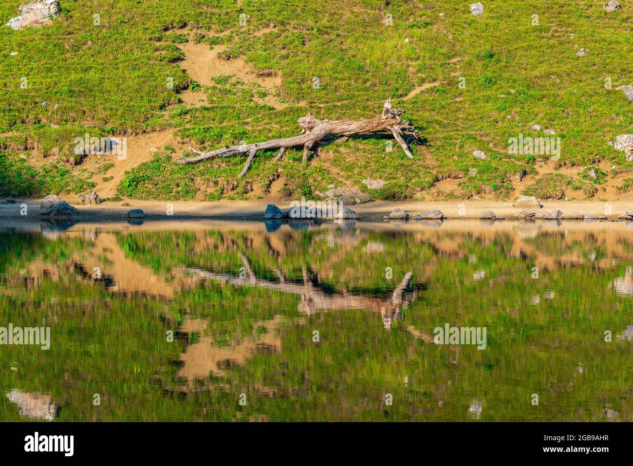 Tree fallen water shore lake hi-res stock photography and images - Alamy