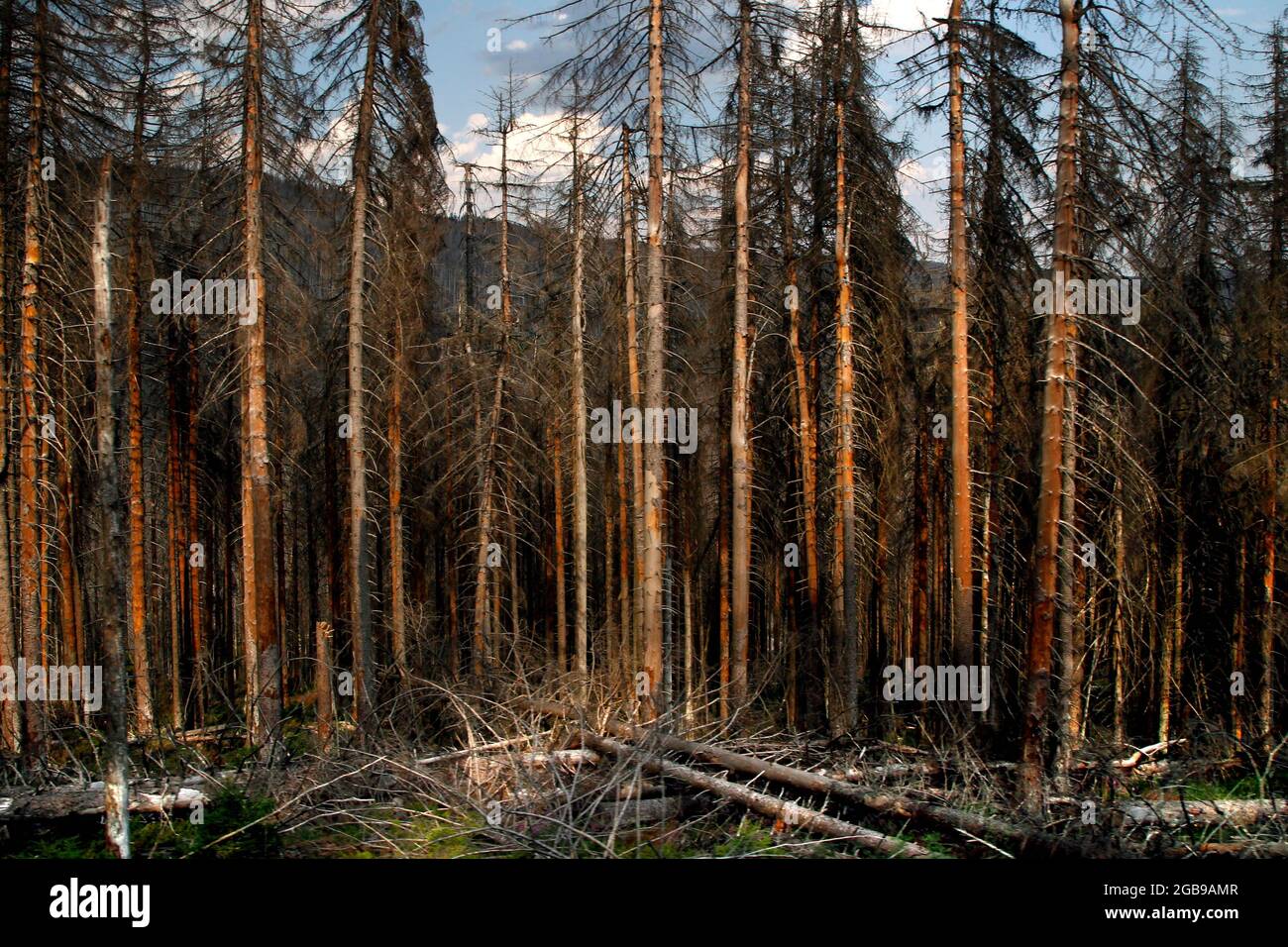 Dead trees, tree death, spruces, climate change, forest dieback, bark beetle infestation, Harz ...