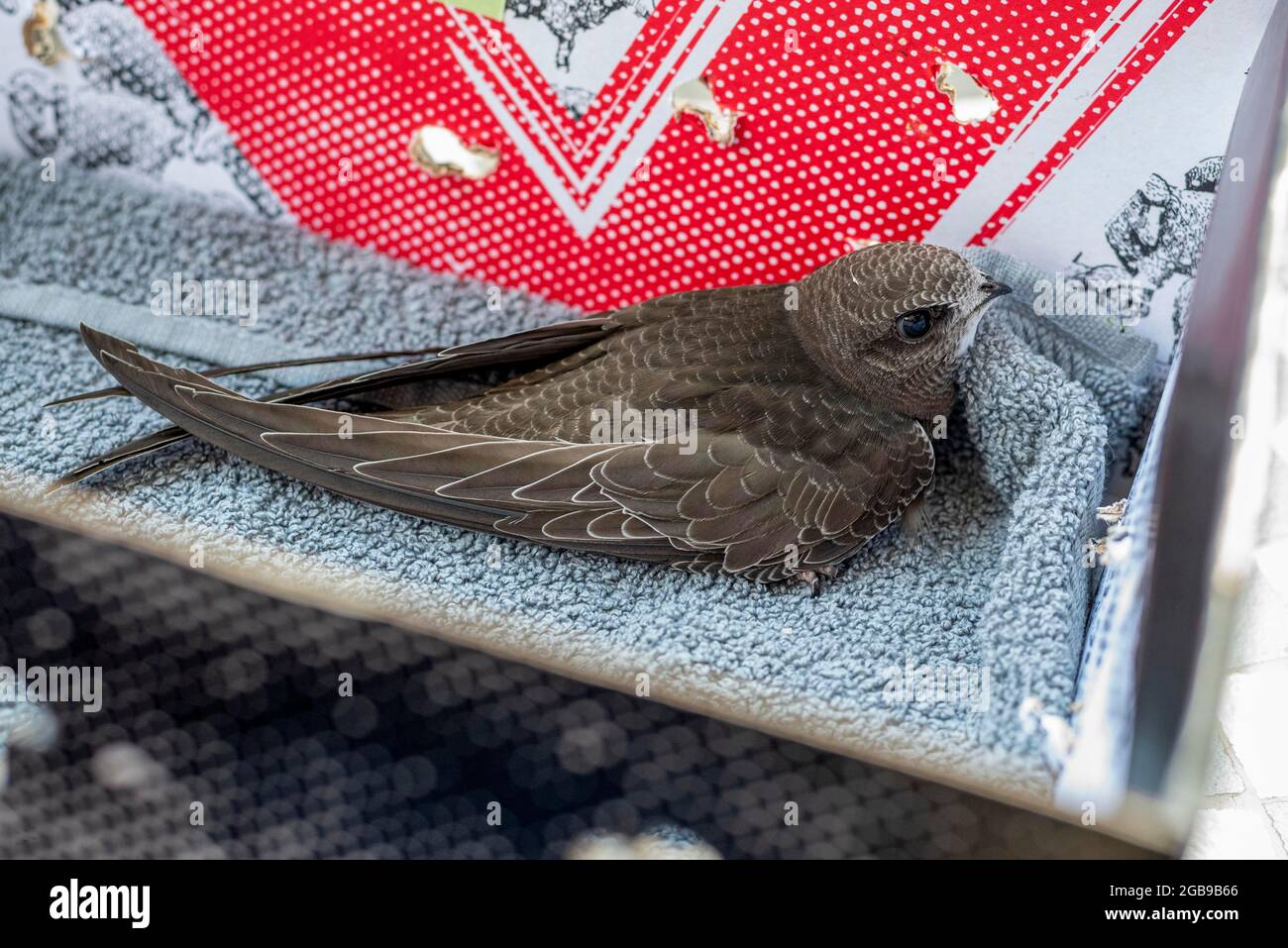 Common Swift (Apus apus) sitting in a shoebox, young bird, wildlife ...